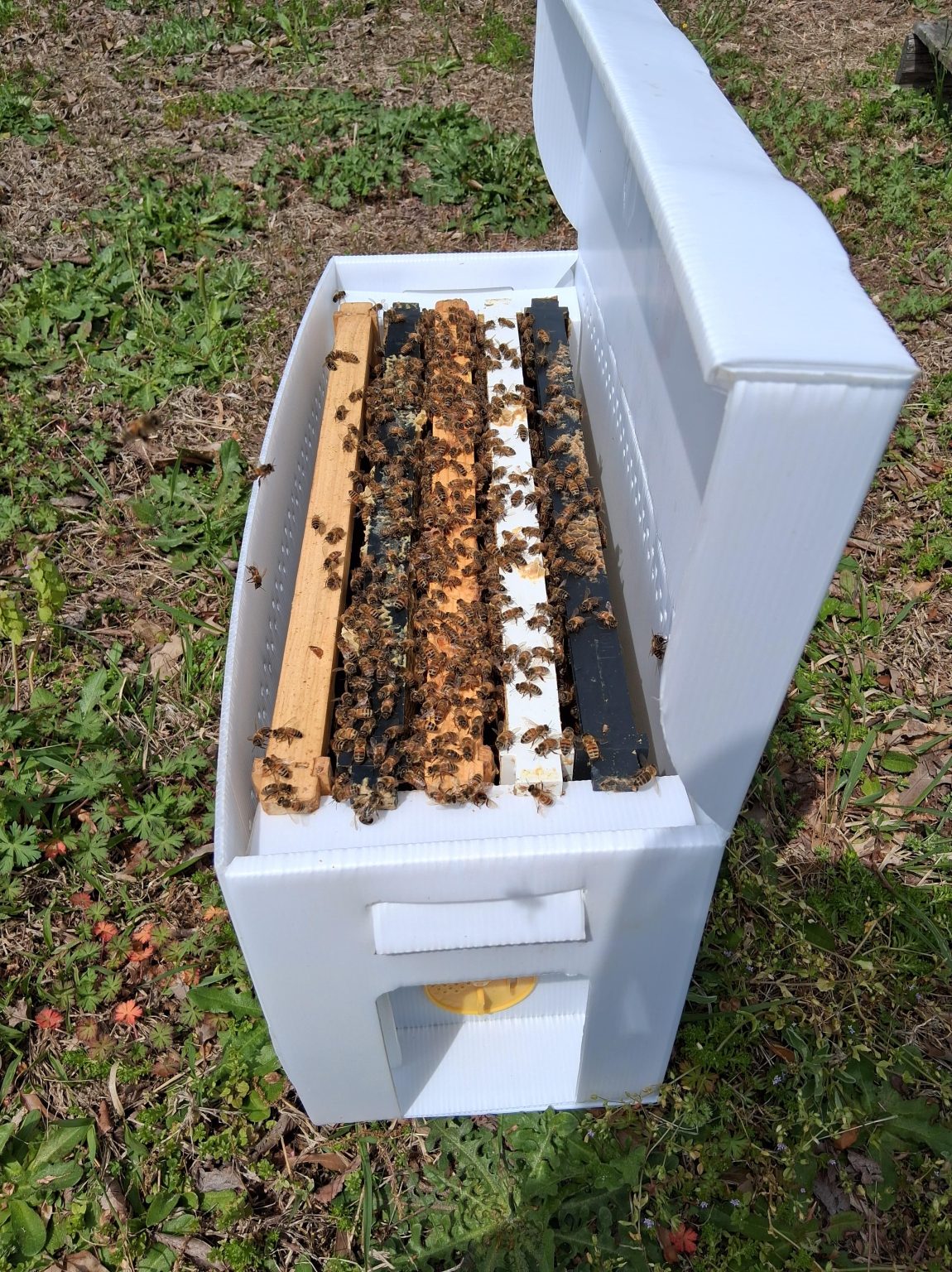 BEES in a 5-Frame Nucleus Corrugated Box – Hickory Hill Bees