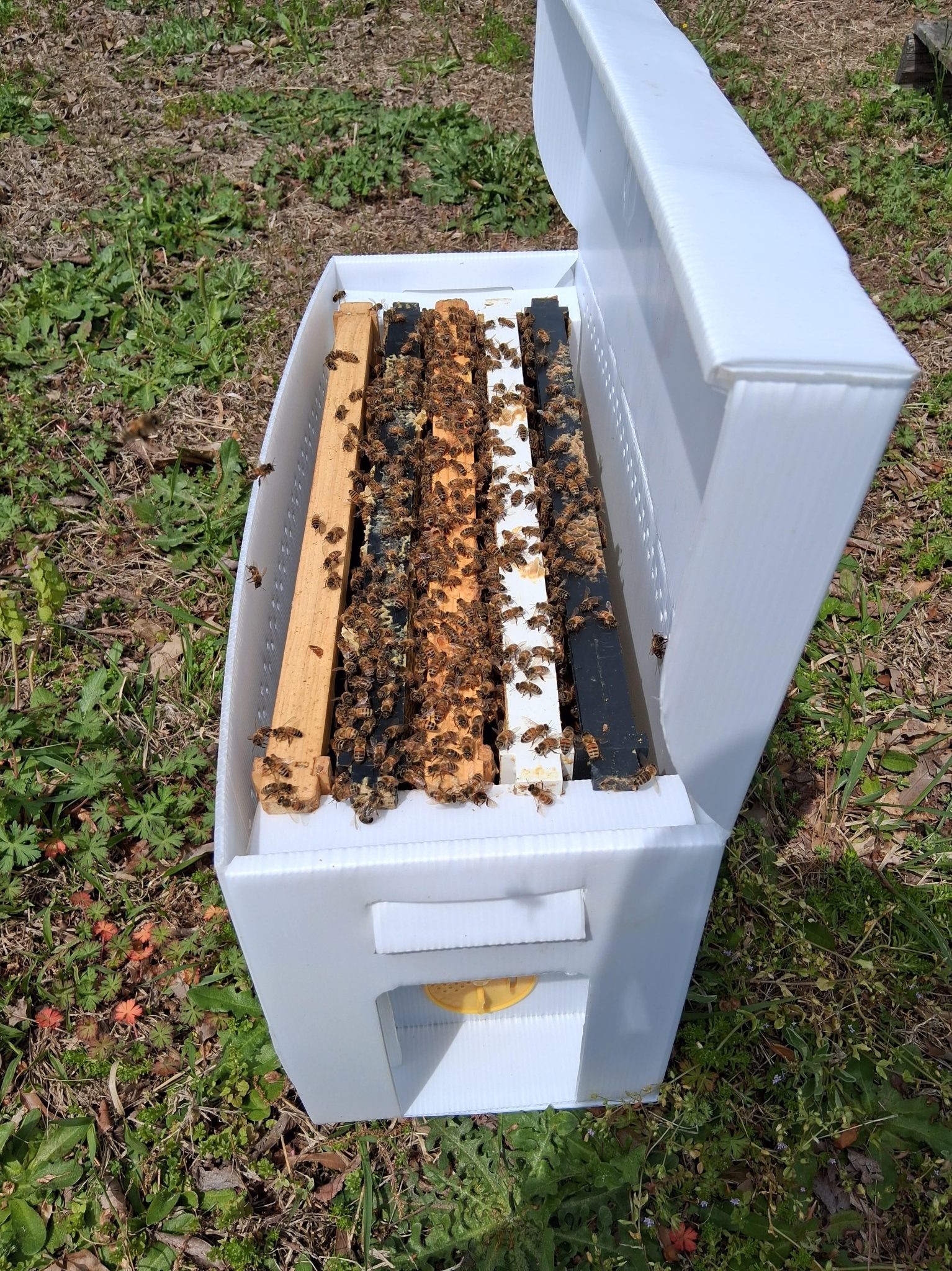 BEES in a 5-Frame Nucleus Corrugated Box – Hickory Hill Bees