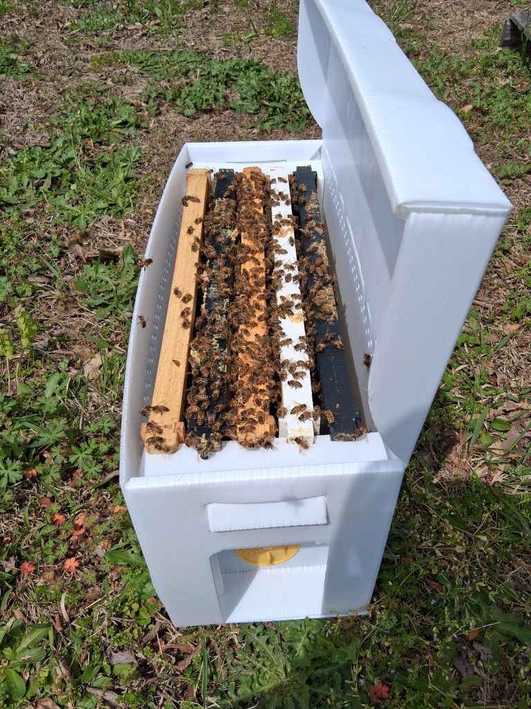 BEES in a 5-Frame Nucleus Corrugated Box – Hickory Hill Bees